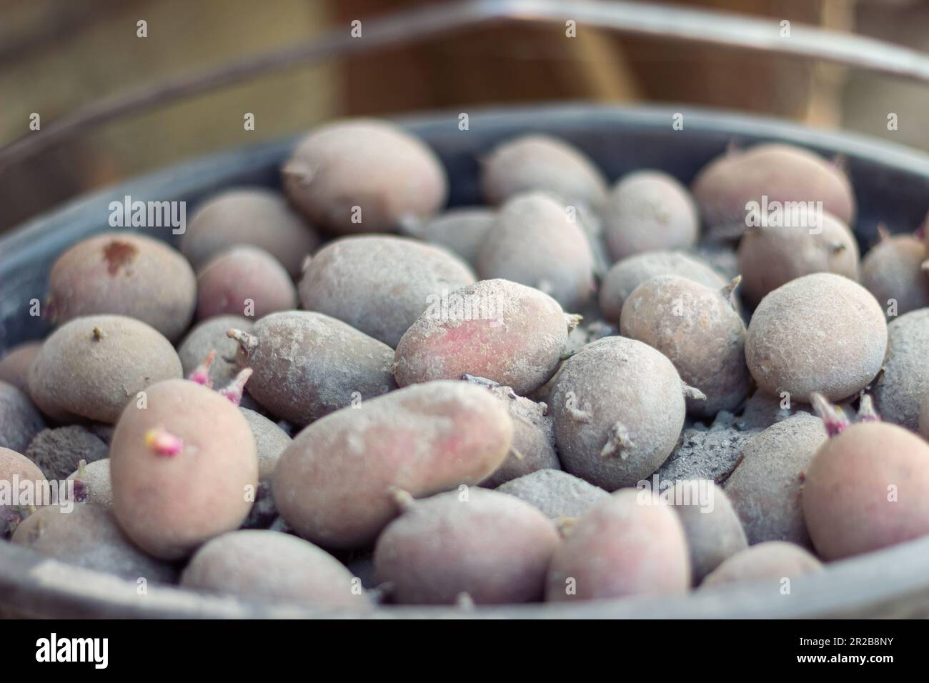 CLoseup view of red potatoes desiree in black bucket standing on ground ...