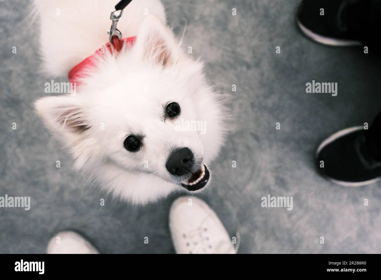 The German Kleinspitz is an elegant breed of dog with a fluffy, dense ...