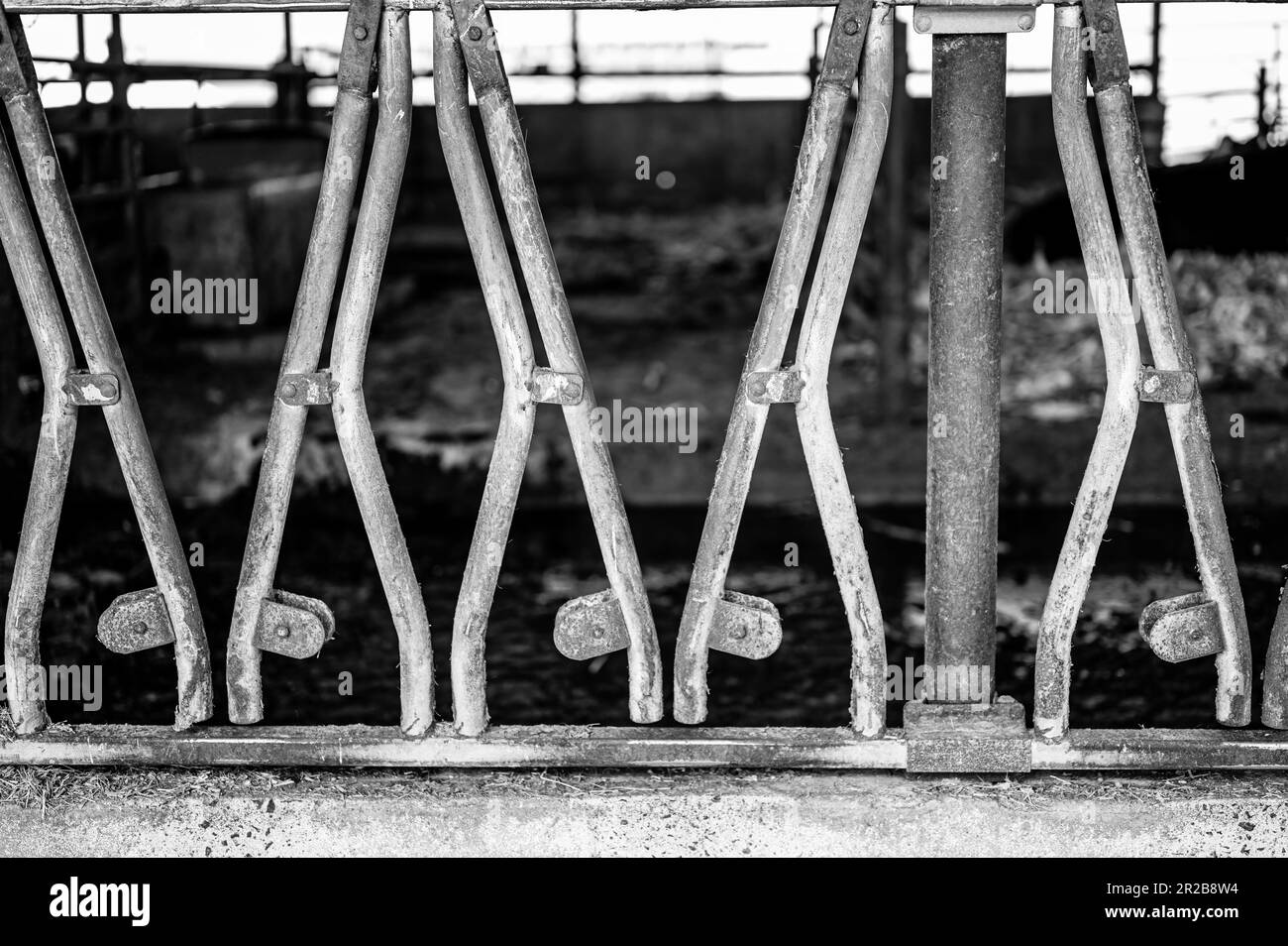 Row of stanchions in a dairy barn made for cattle to eat through and ...