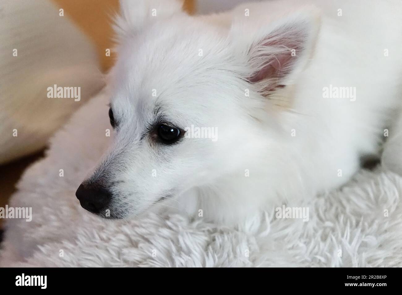 The German Kleinspitz is an elegant breed of dog with a fluffy, dense ...