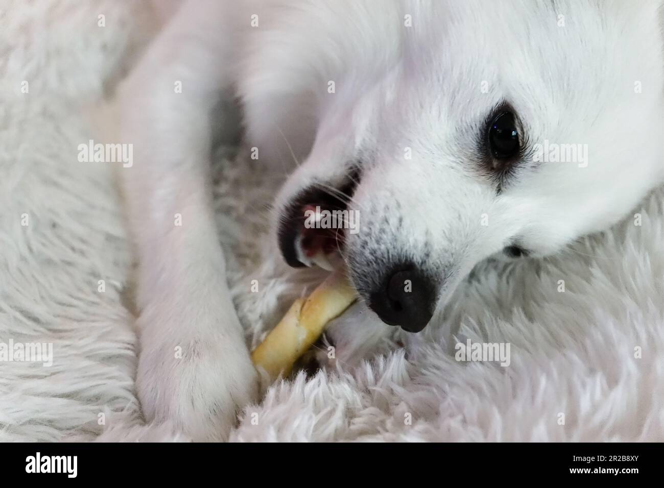 The German Kleinspitz is an elegant breed of dog with a fluffy, dense ...