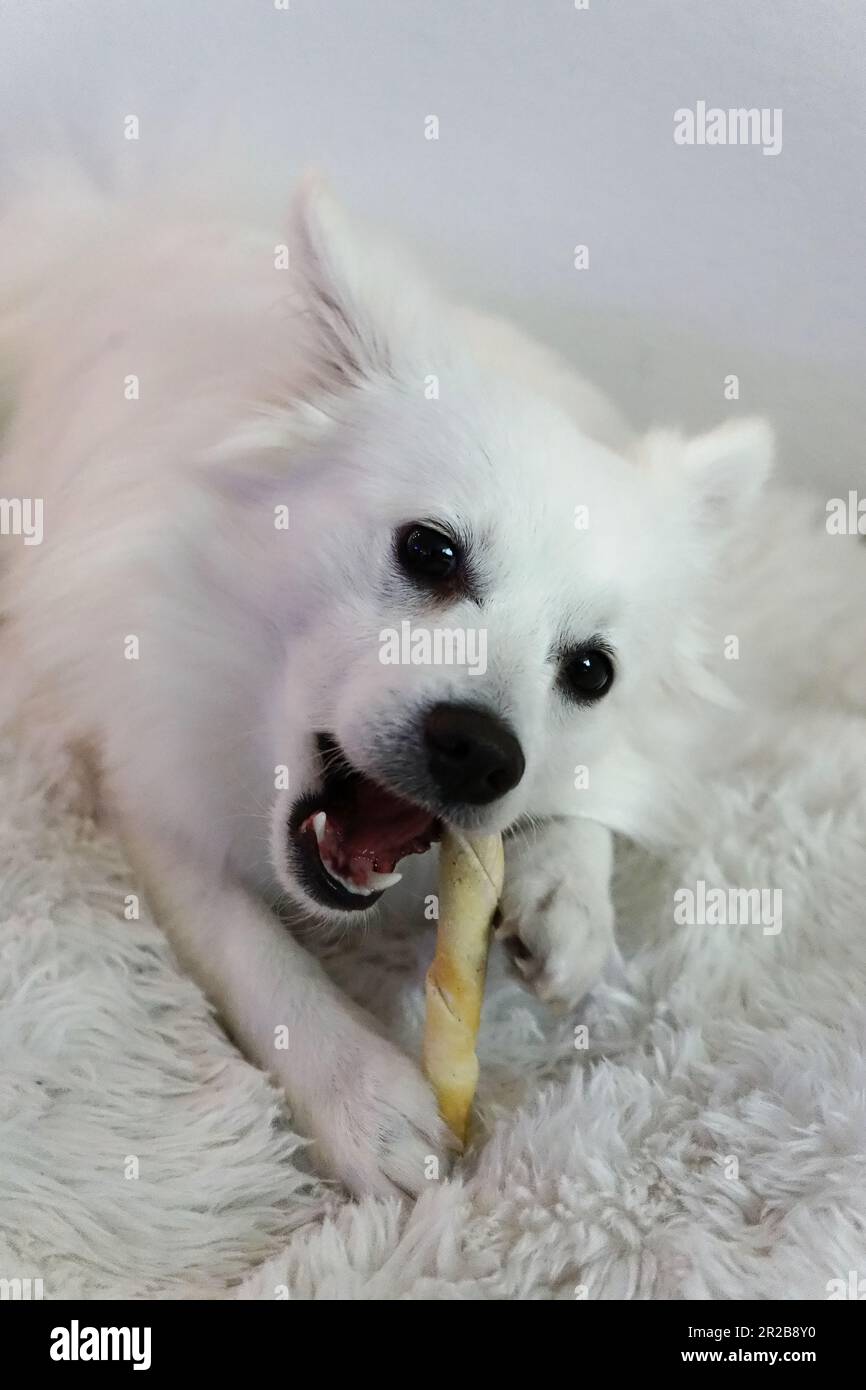 The German Kleinspitz is an elegant breed of dog with a fluffy, dense ...