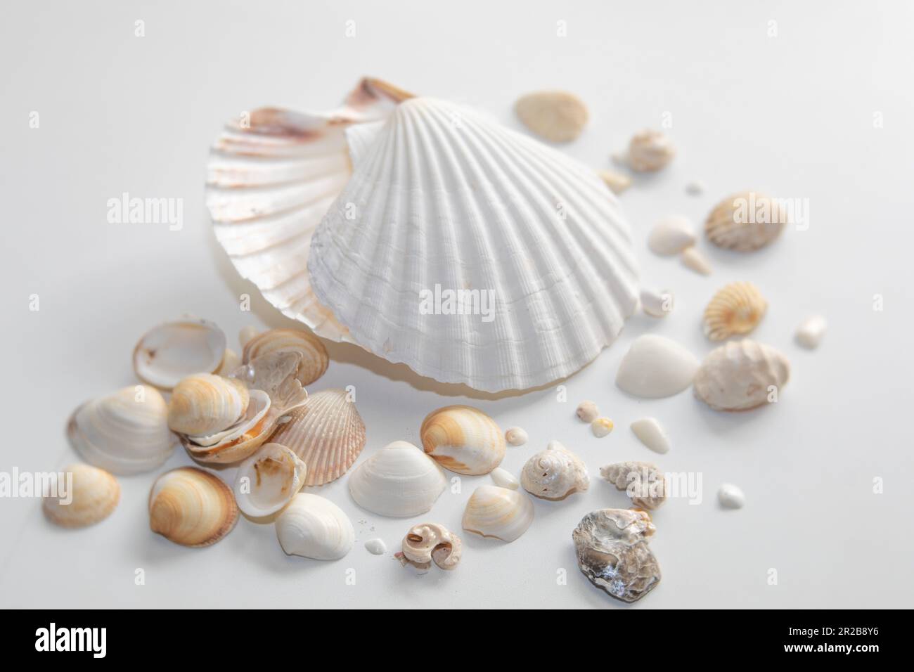 sea shells still life, on a white background Stock Photo - Alamy