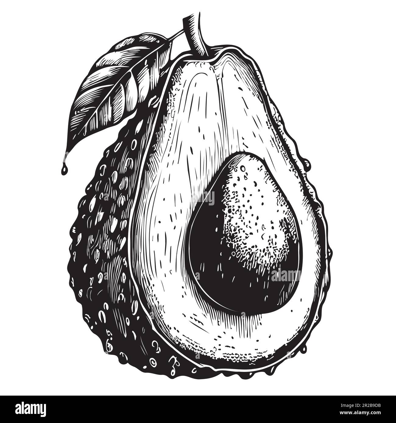 Half avocado hand drawn sketch in doodle style Vector illustration Veg ...