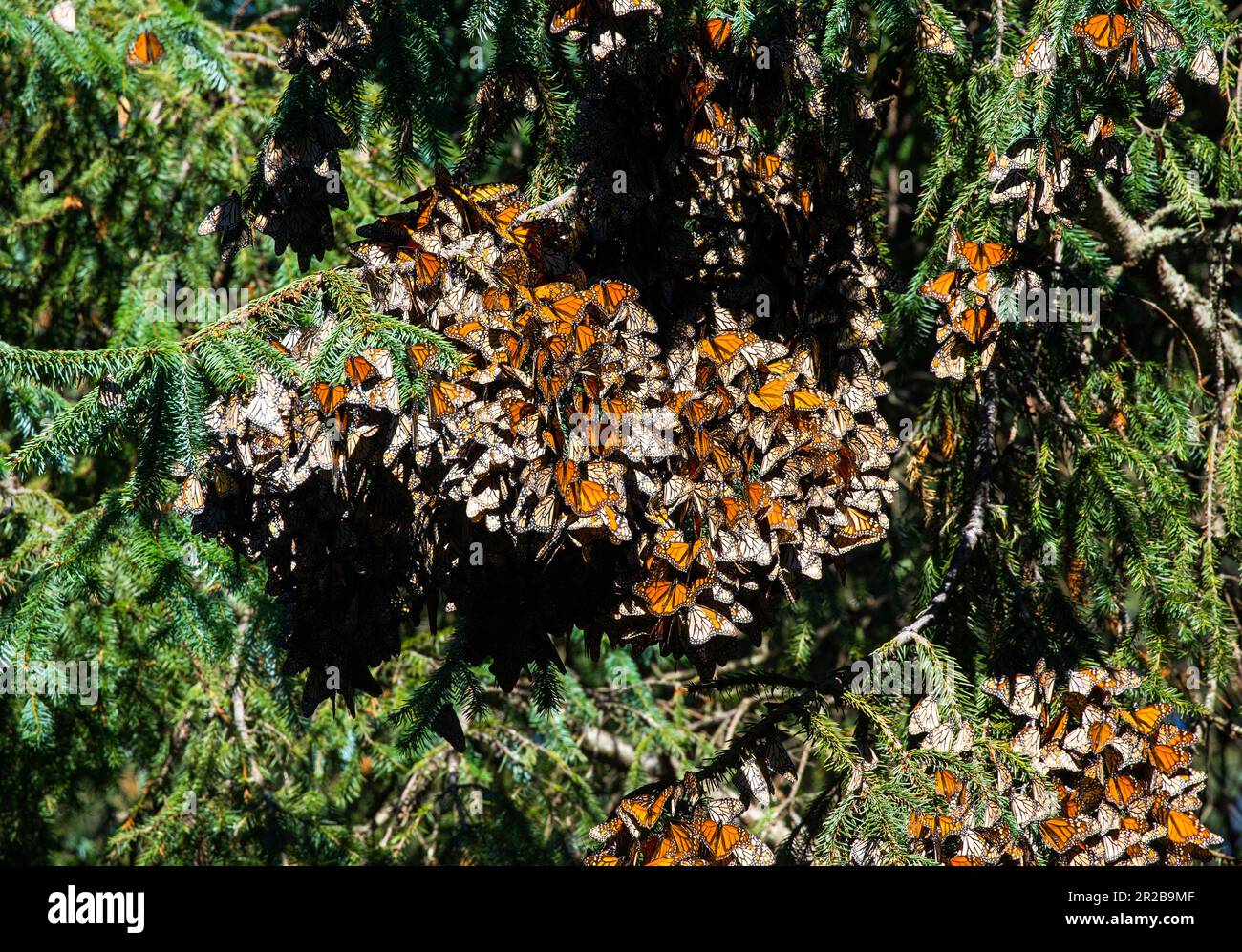 Big colony of Monarch butterflies (Danaus plexippus) close-up in the ...