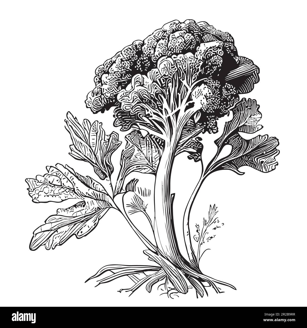 Broccoli Plant Tekening