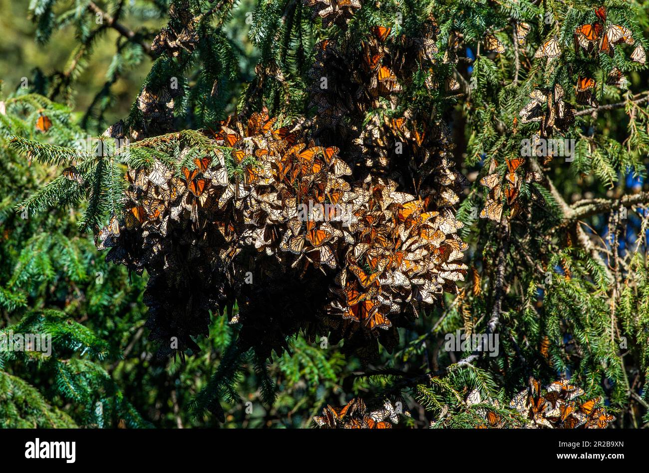 Big colony of Monarch butterflies (Danaus plexippus) close-up in the ...