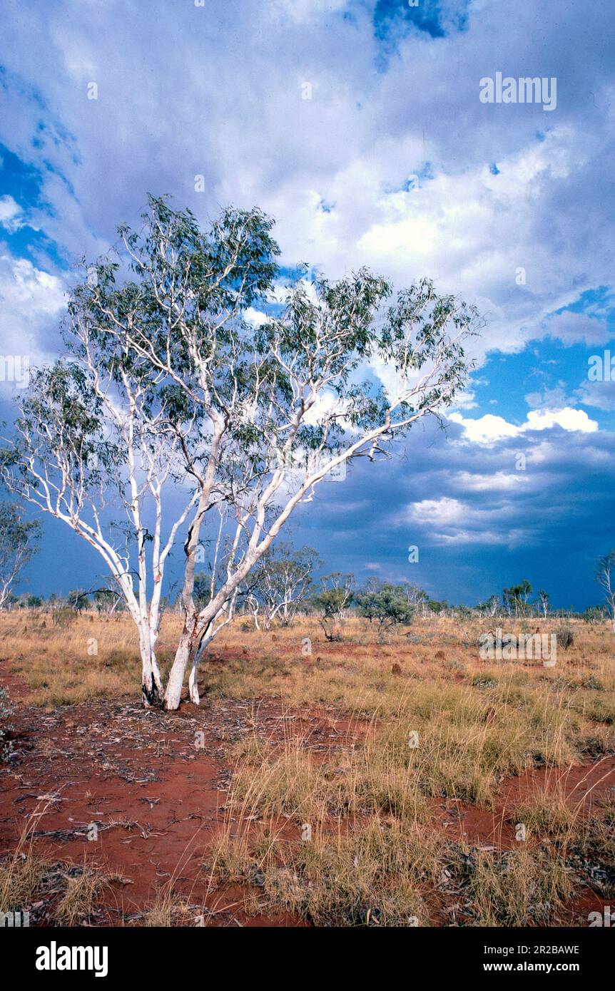Ghost Gum, the Outback, Stuart Highway, Northern Territory, Australia ...