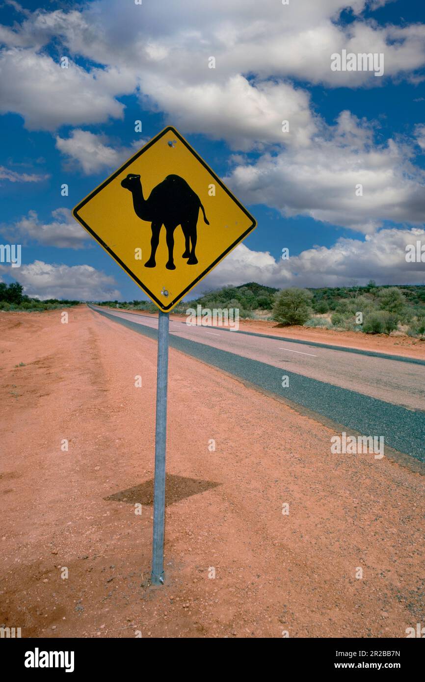 Camel Crossing, Stuart Highway, Northern Territory, Australia Stock ...