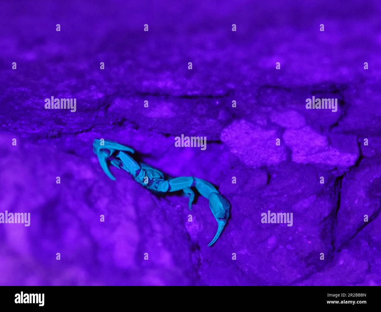 Sheerness, Kent, UK. 18th May, 2023. A Scorpion seen under UV light in ...