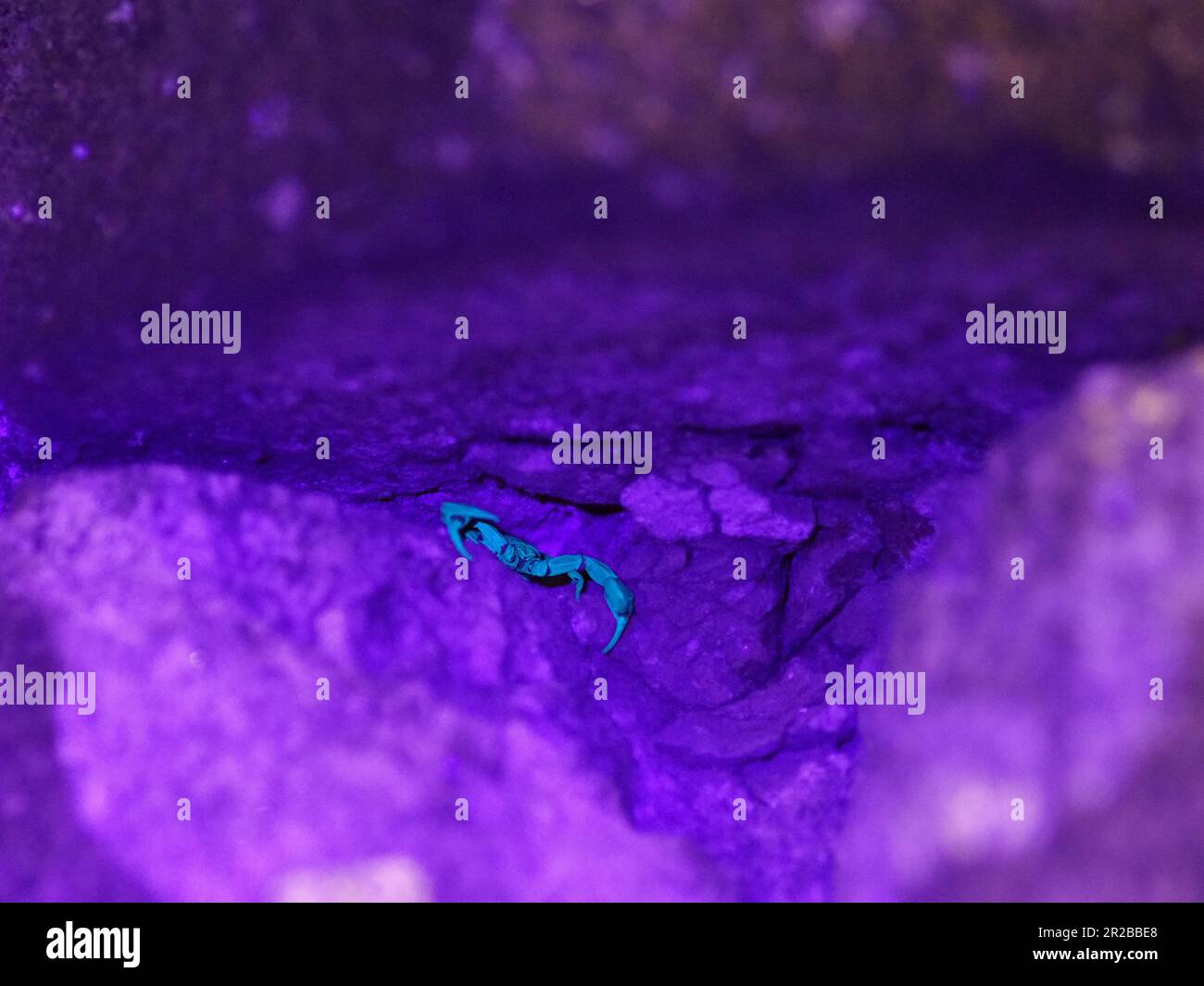 Sheerness, Kent, UK. 18th May, 2023. A Scorpion seen under UV light in ...