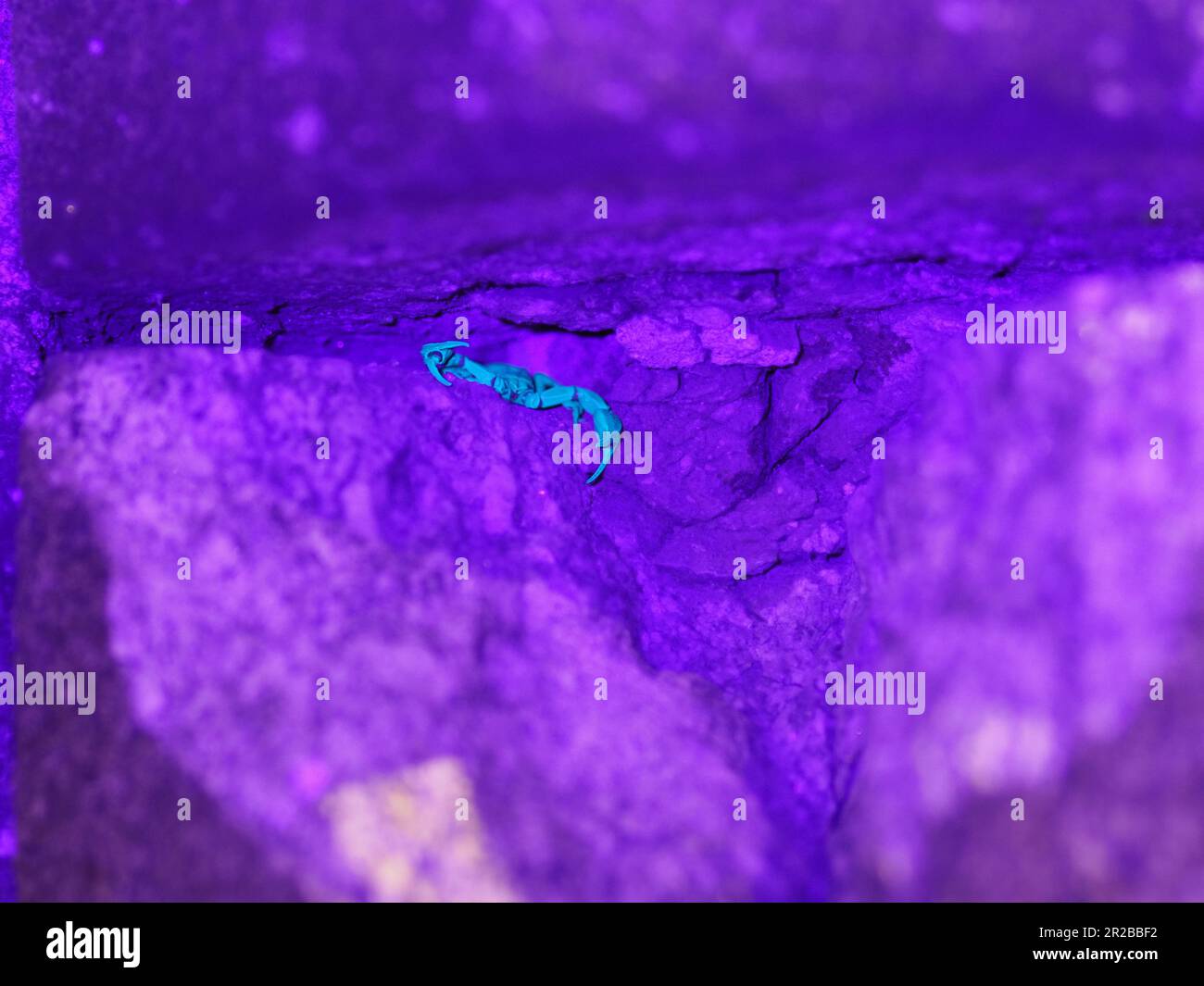 Sheerness, Kent, UK. 18th May, 2023. A Scorpion seen under UV light in ...