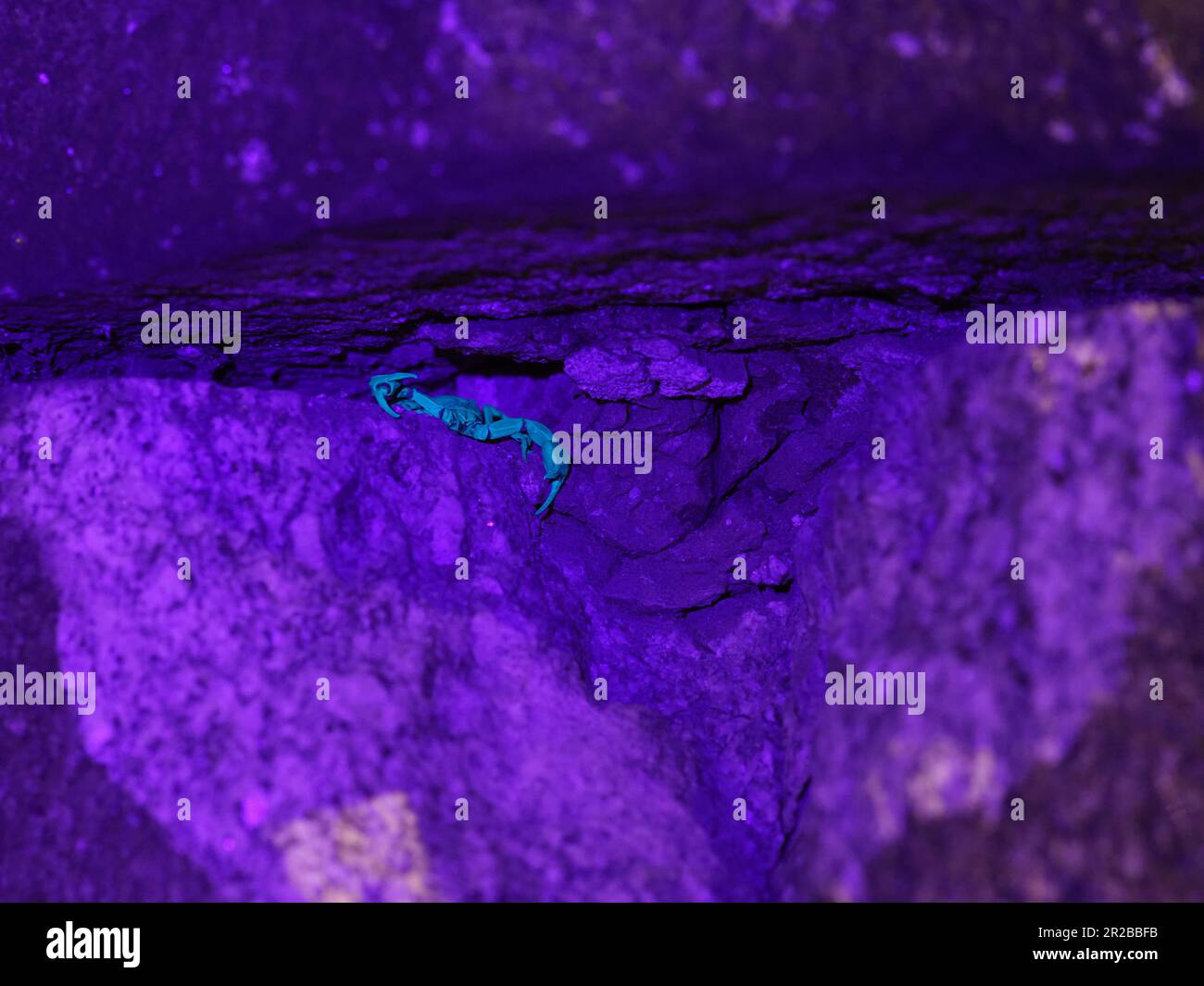 Sheerness, Kent, UK. 18th May, 2023. A Scorpion seen under UV light in ...