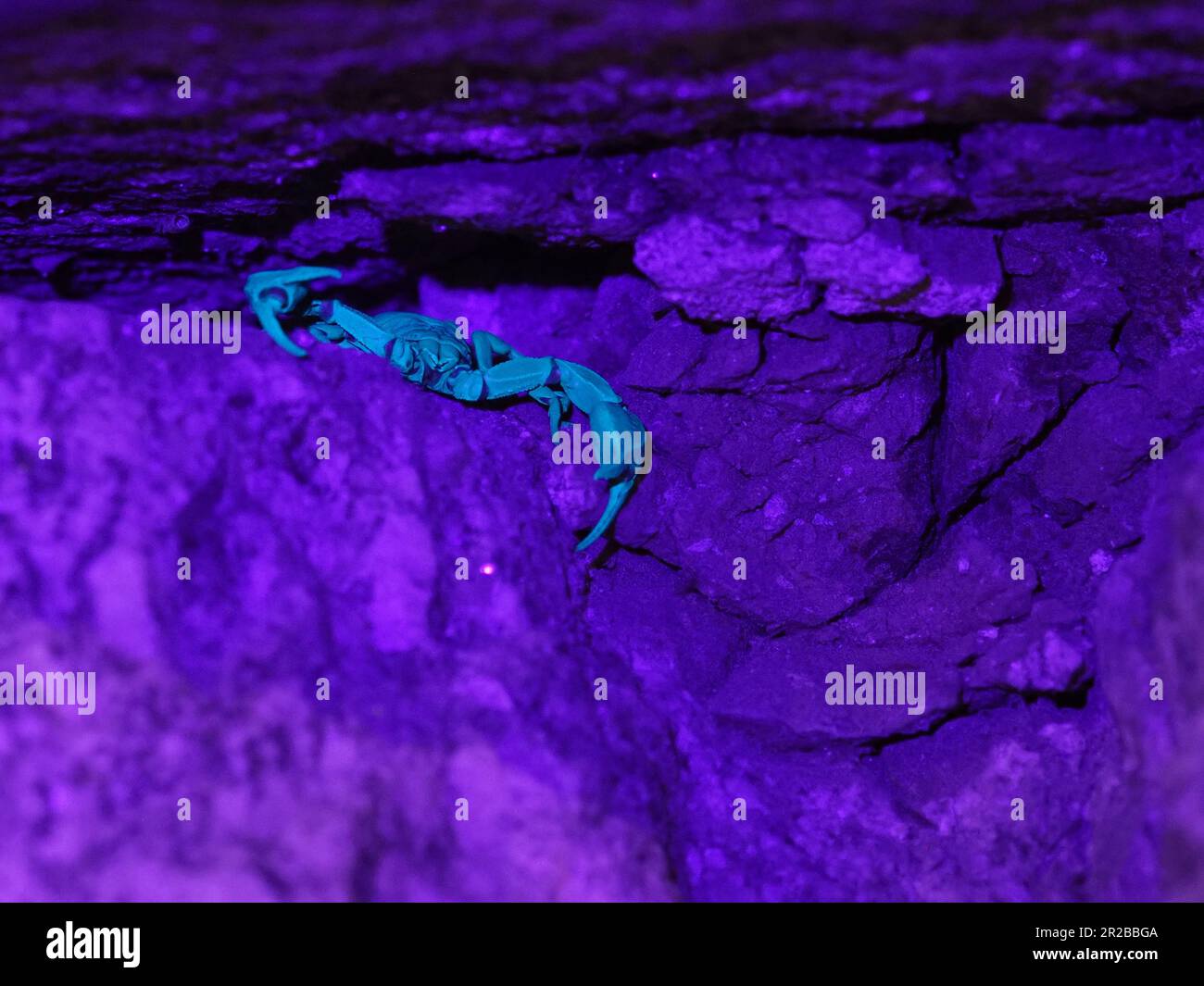 Sheerness, Kent, UK. 18th May, 2023. A Scorpion seen under UV light in ...