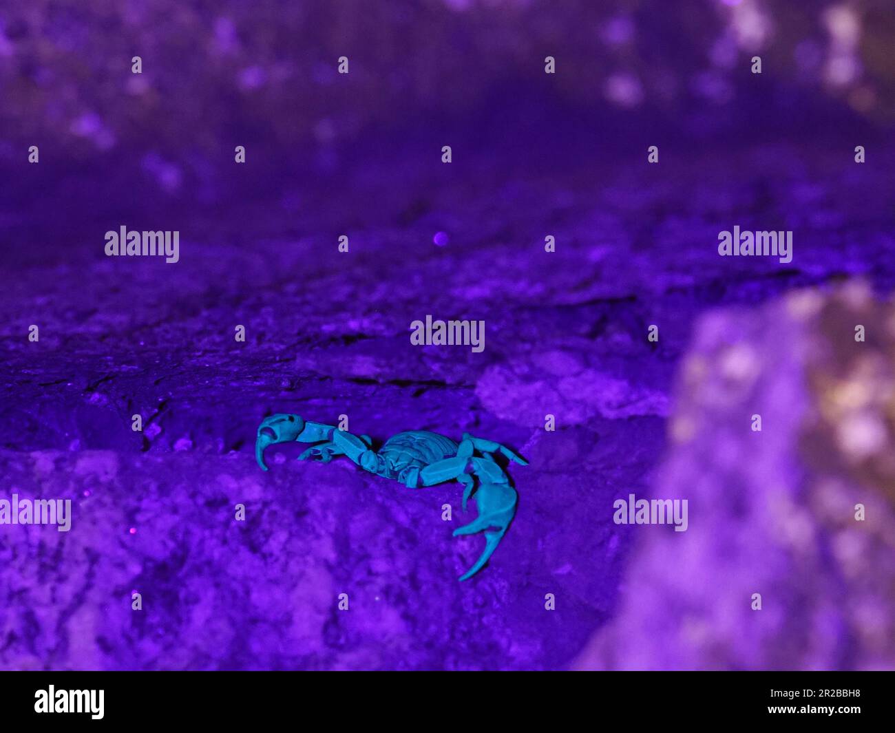 Sheerness, Kent, UK. 18th May, 2023. A Scorpion seen under UV light in ...