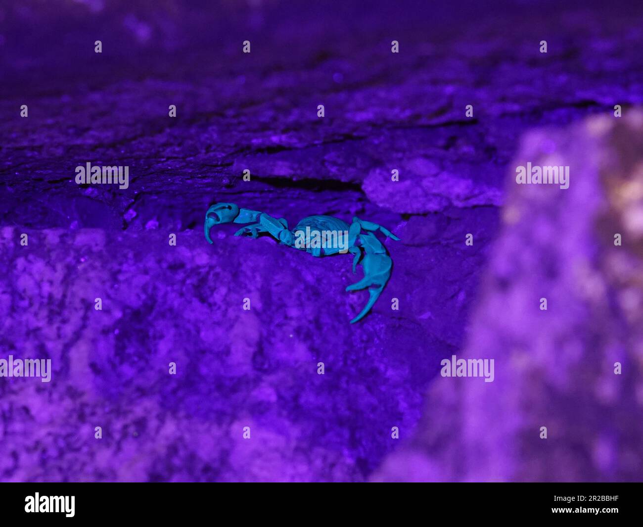 Sheerness, Kent, UK. 18th May, 2023. A Scorpion seen under UV light in ...