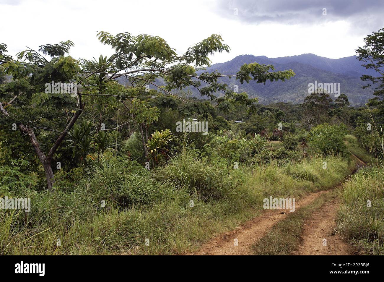 Papua New Guinea; Eastern Highlands; Goroka; Dirt road in the Papuan ...