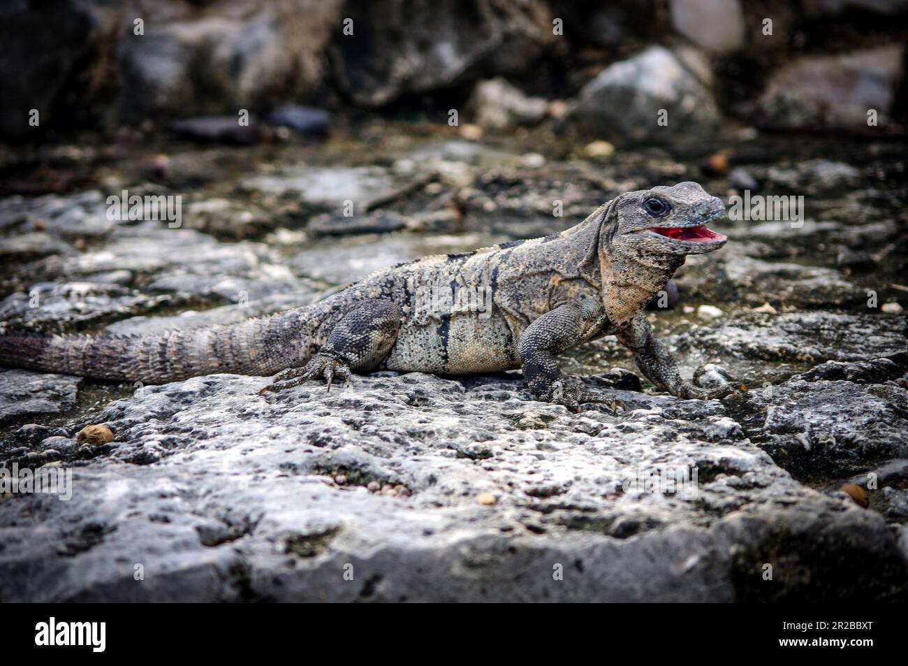Iguanas Roam Freely Among the Ancient Mayan Ruins in Tulum, Mexico ...