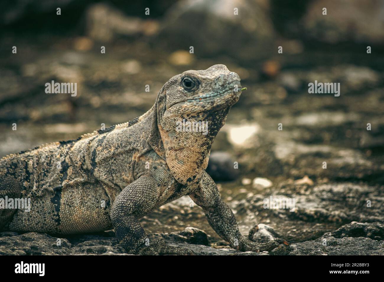 Iguanas Roam Freely Among the Ancient Mayan Ruins in Tulum, Mexico ...