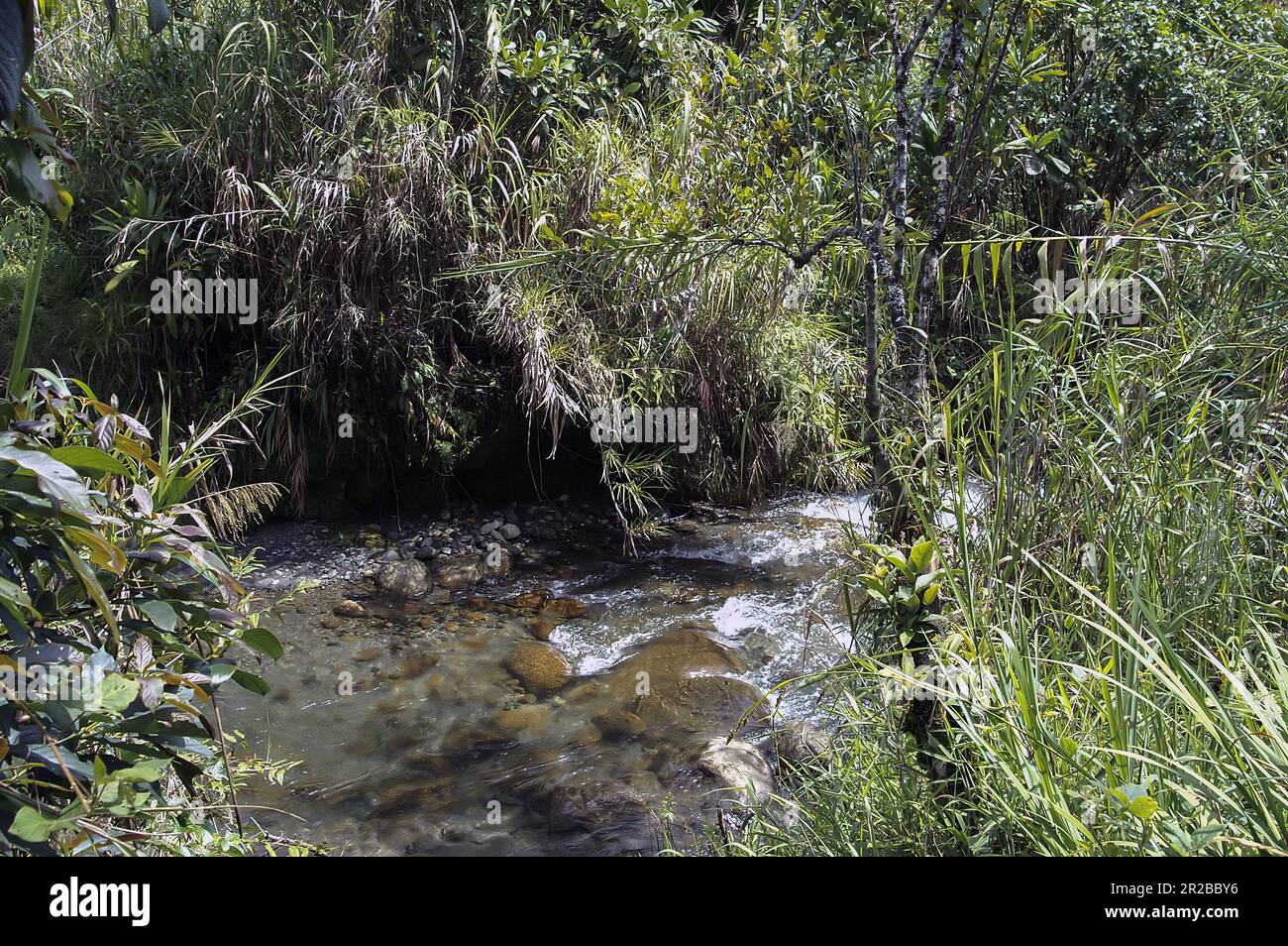 Papua New Guinea; Eastern Highlands; Goroka; A rushing mountain river ...