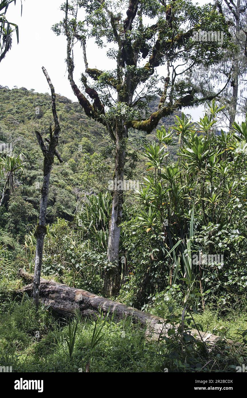 PNG Papua New Guinea Eastern Highlands Goroka typical landscape in ...