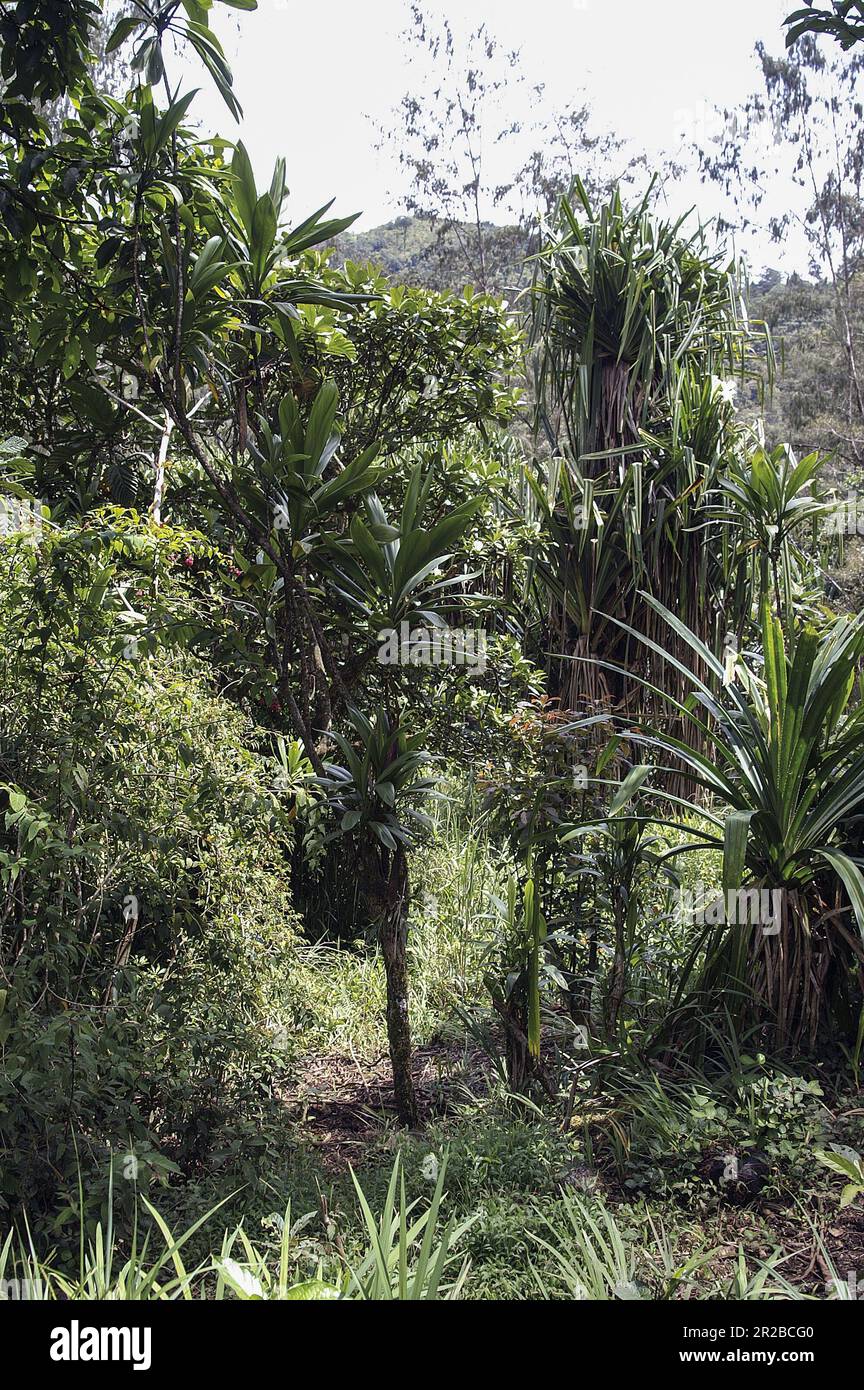 PNG Papua New Guinea Eastern Highlands Goroka typical landscape in ...