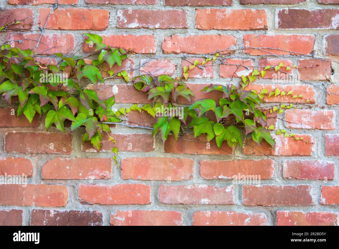 Green-leaved Ivy Tendrils on Red Clay Brick Wall Stock Photo - Alamy