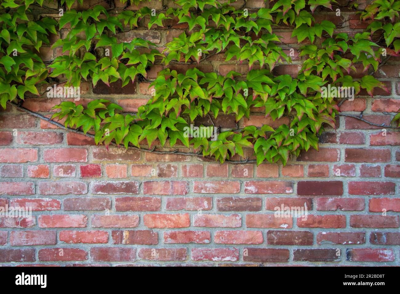 Green-leaved Vine on Red Clay Brick Wall Horizontal Stock Photo - Alamy