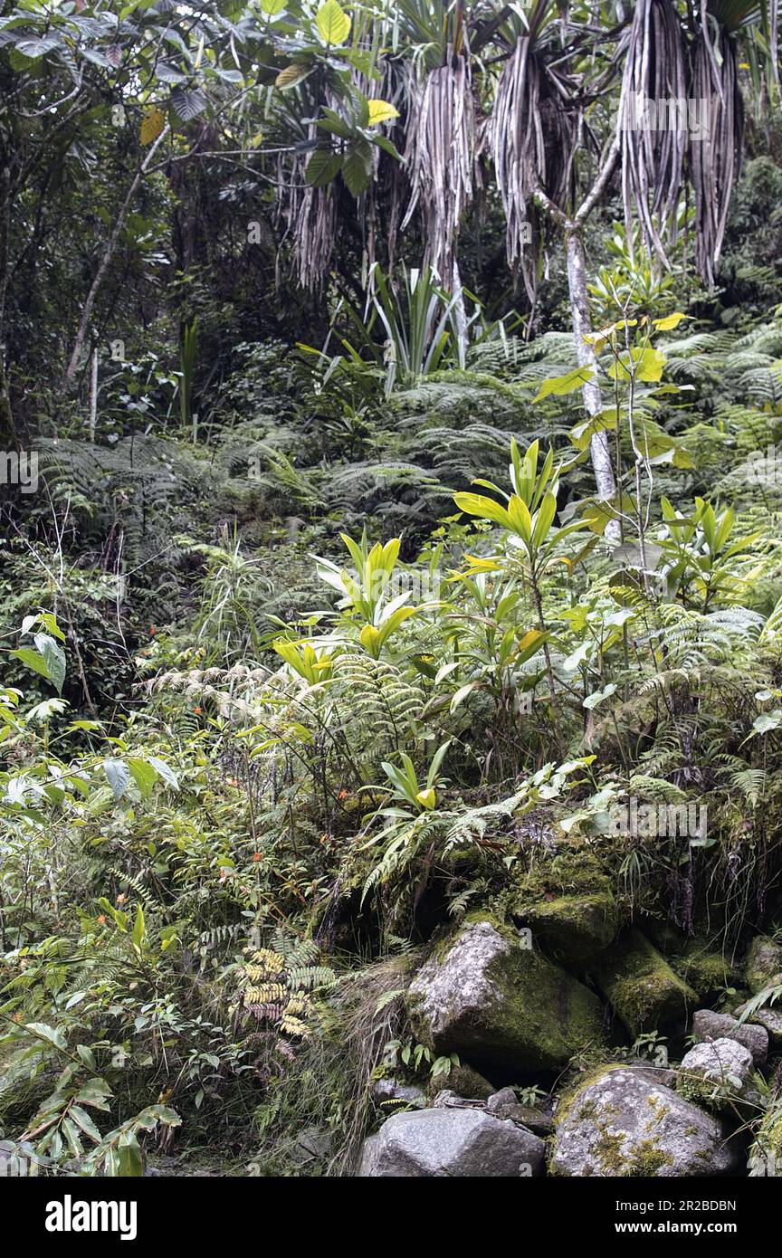 PNG Papua New Guinea Eastern Highlands Goroka typical landscape in ...