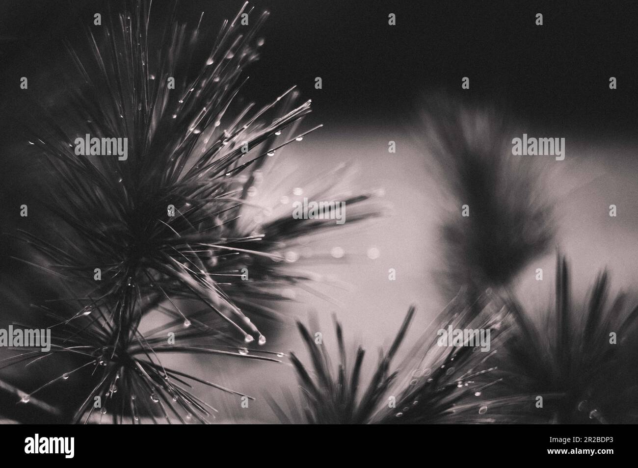 Victory yard hi-res stock photography and images - Alamy