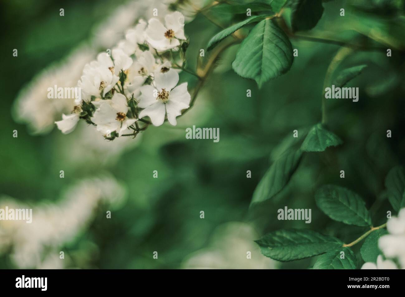 Victory yard hi-res stock photography and images - Alamy