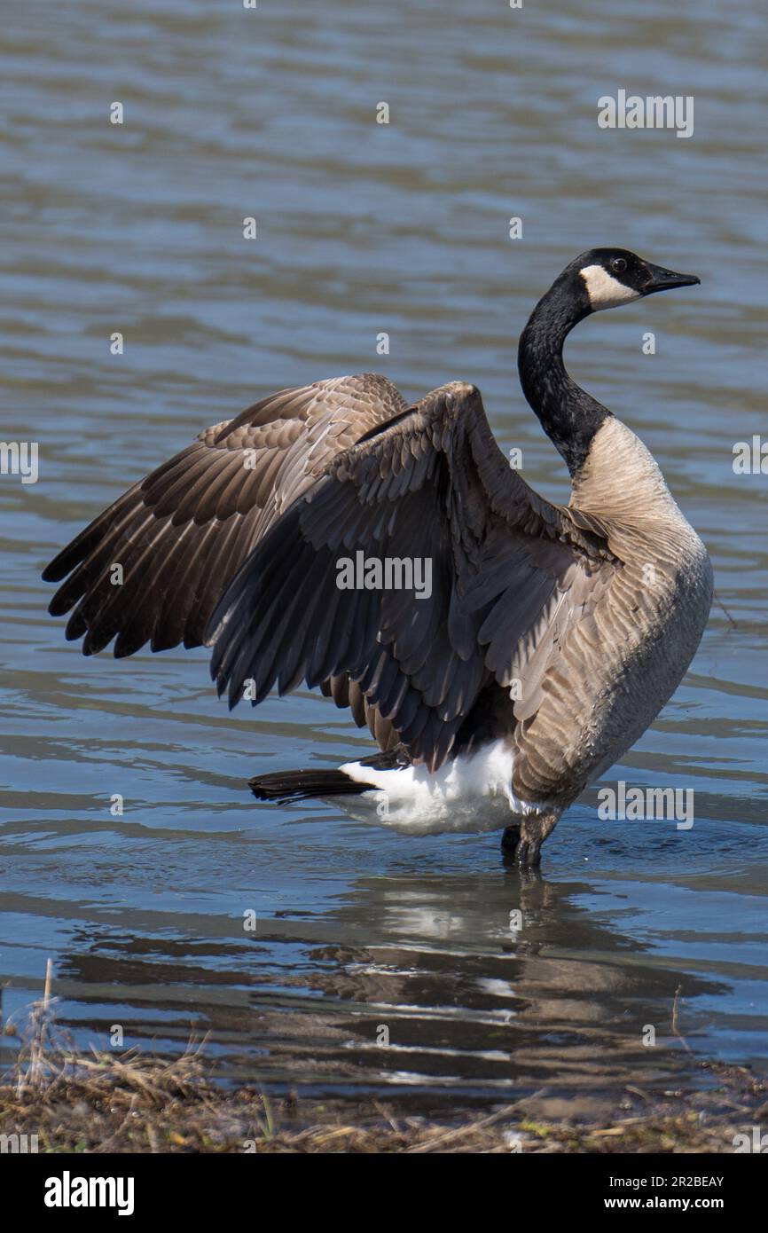 Canada goose flapping its wings. Emigrant Lake, Ashland, Oregon Stock ...