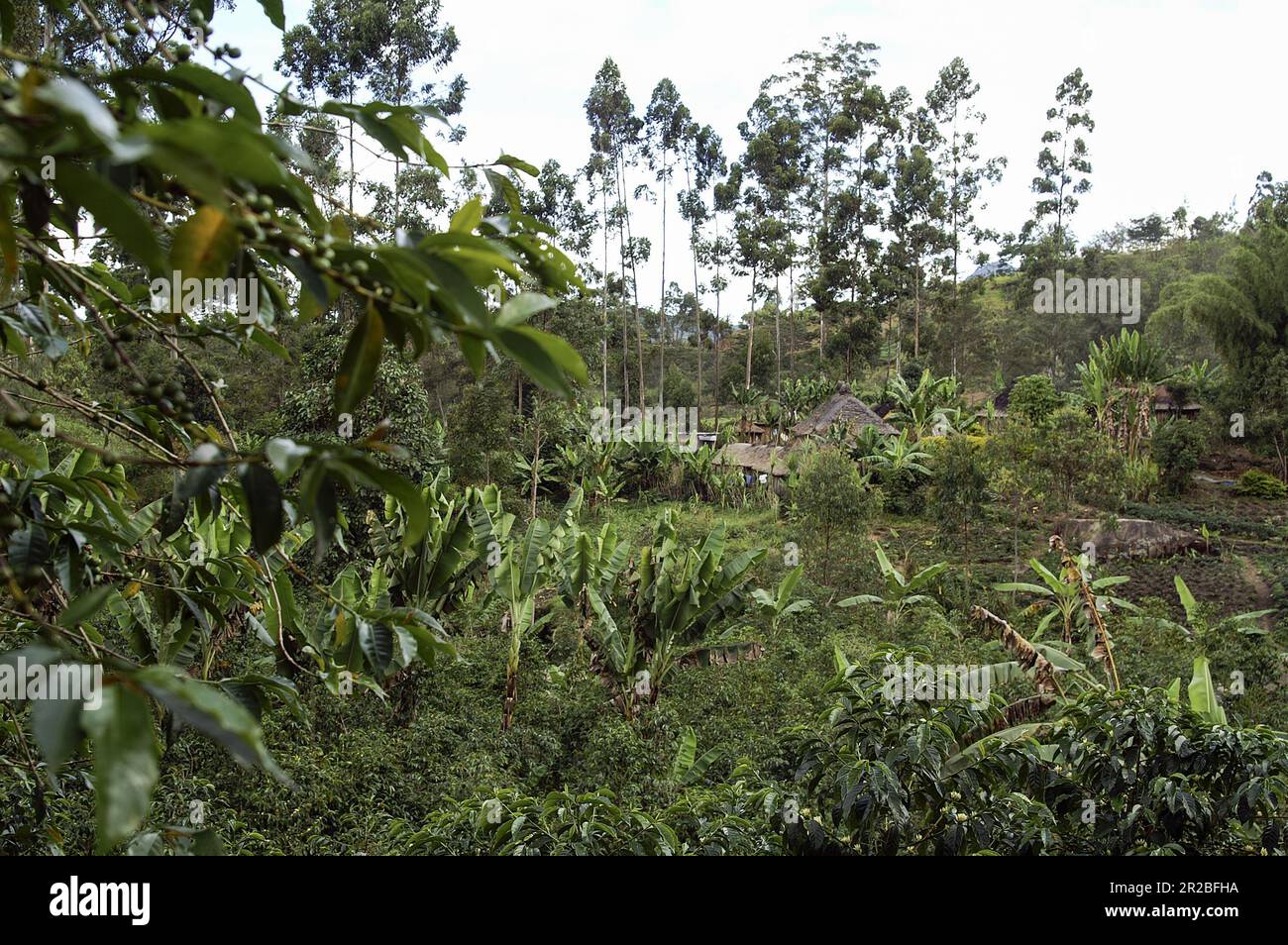 PNG Papua New Guinea Eastern Highlands Goroka typical landscape in ...