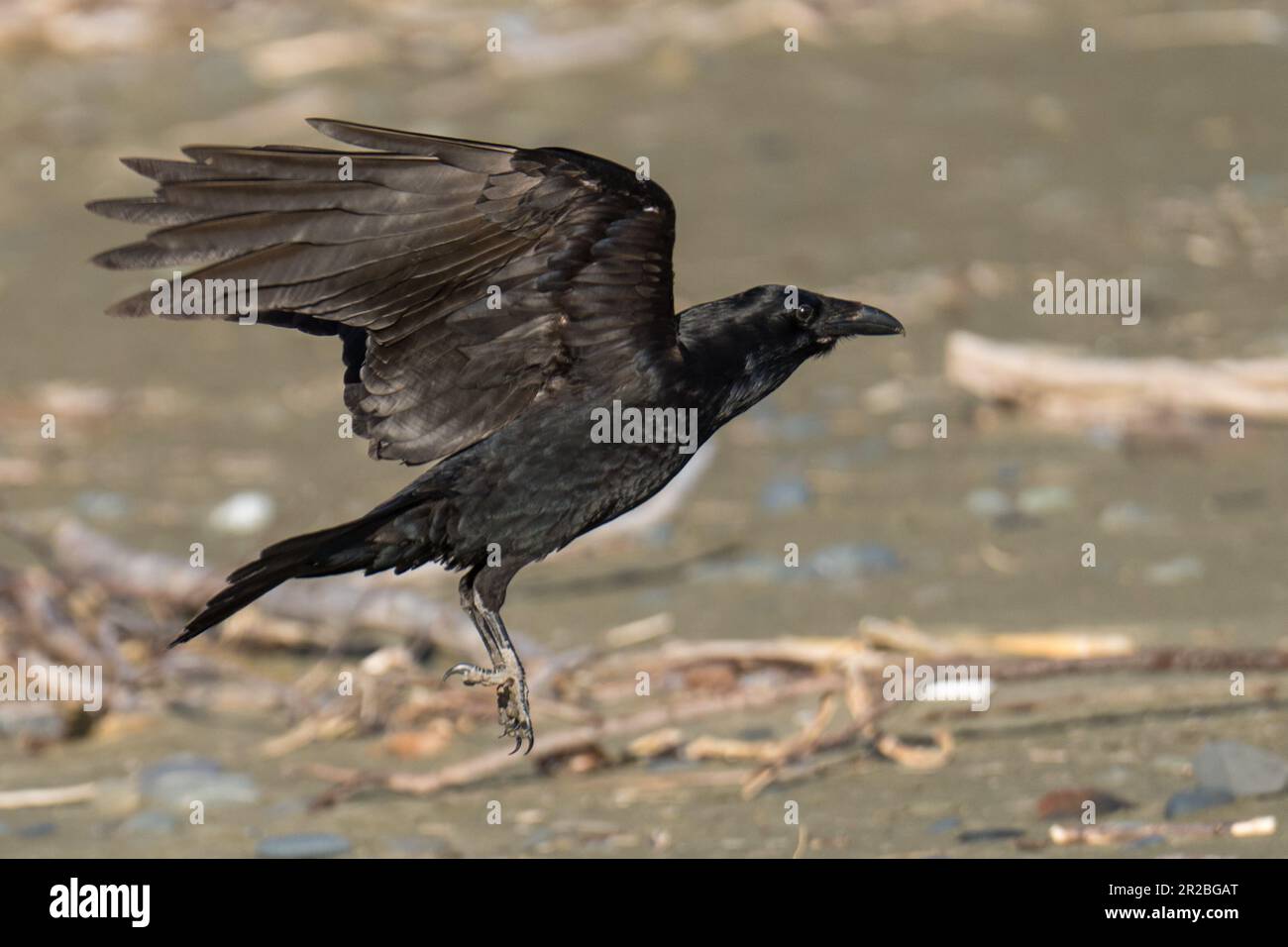 Raven flying hi-res stock photography and images - Alamy