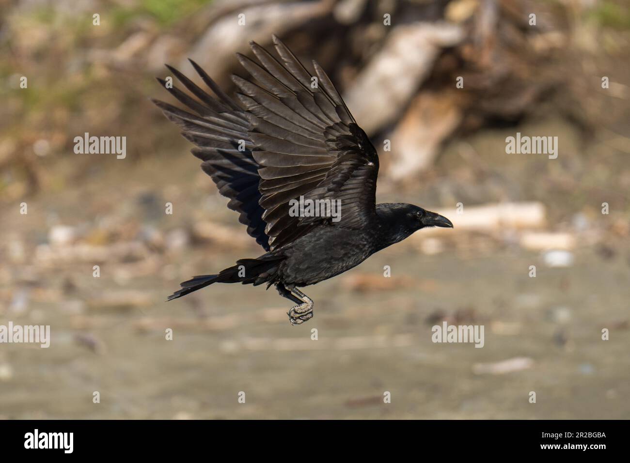 Raven flying hi-res stock photography and images - Alamy