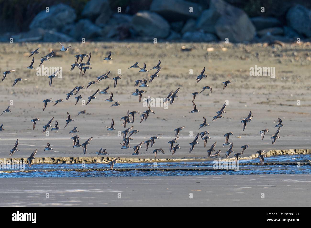 Shorebirds flying in flight. Crescent Beach, Crescent City, California ...