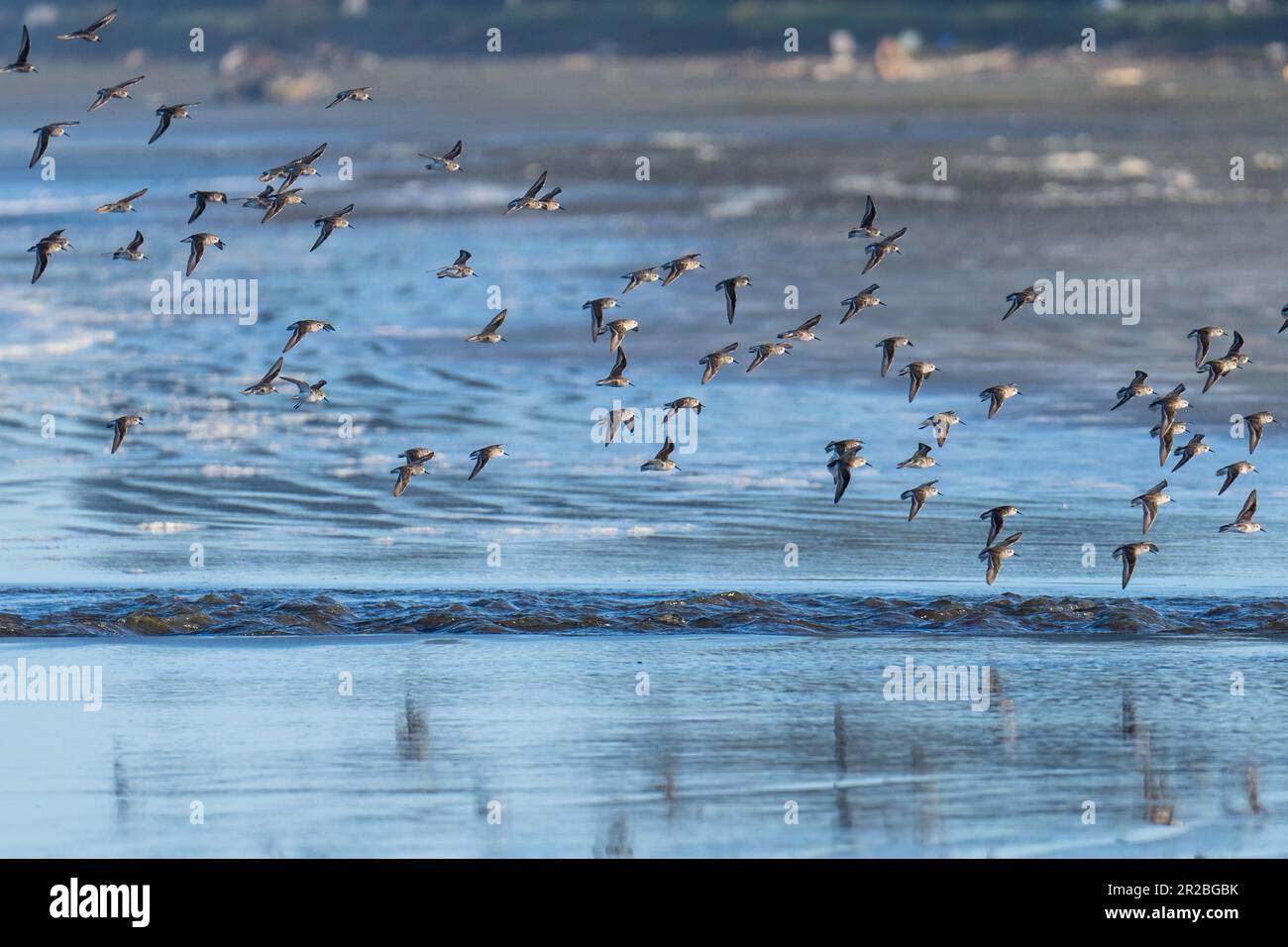 Flight of shorebirds hi-res stock photography and images - Alamy