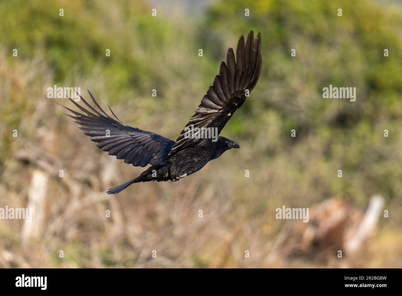 Raven flying hi-res stock photography and images - Alamy