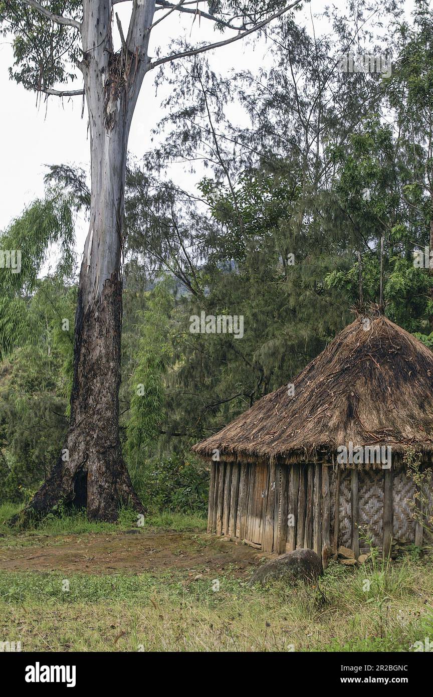 Papua New Guinea; Eastern Highlands; Goroka; Papuan hut in the bush ...
