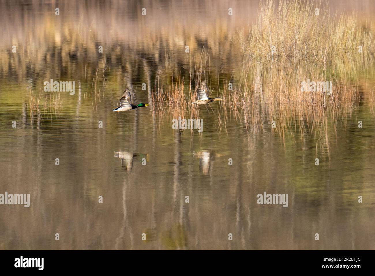 Mallard ducks with people hi-res stock photography and images - Alamy