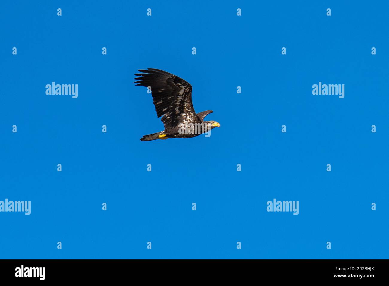 Flying bald eagle fly hi-res stock photography and images - Alamy