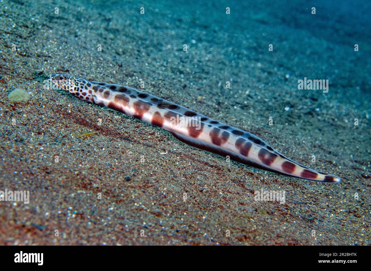 Barred Sand Conger, Poeciloconger fasciatus, freeswimming, Bulakan Dive ...