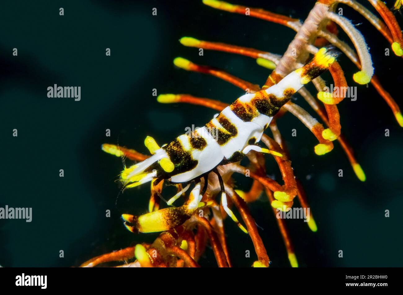 Order of the white feather hi-res stock photography and images - Alamy