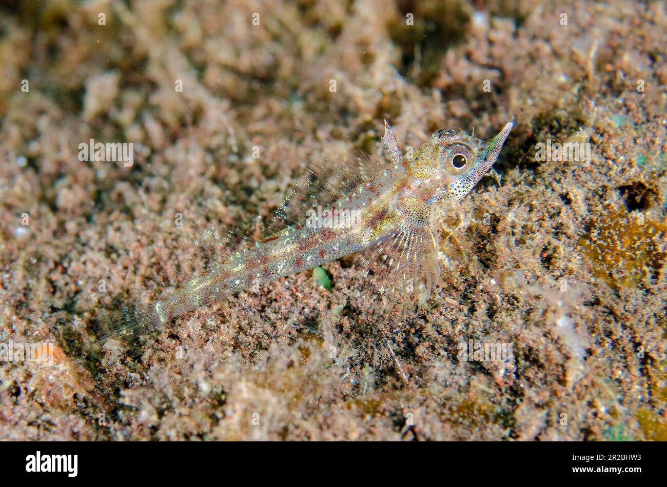 Rhinocerous Triplefin, Helcogramma rhinoceros, male with long snout ...