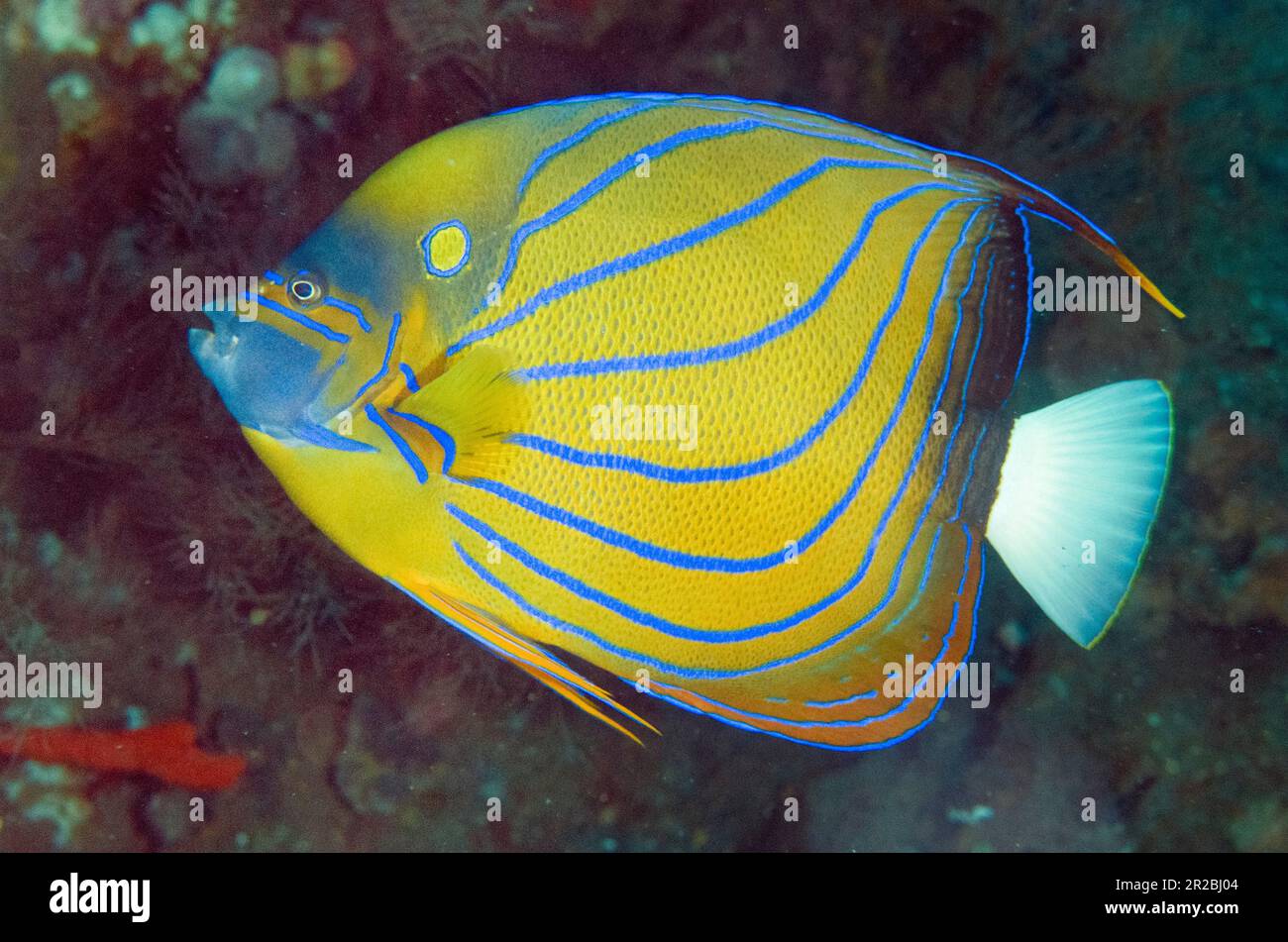 Blue-ringed Angelfish, Pomacanthus annularis, Liberty Wreck Dive Site ...