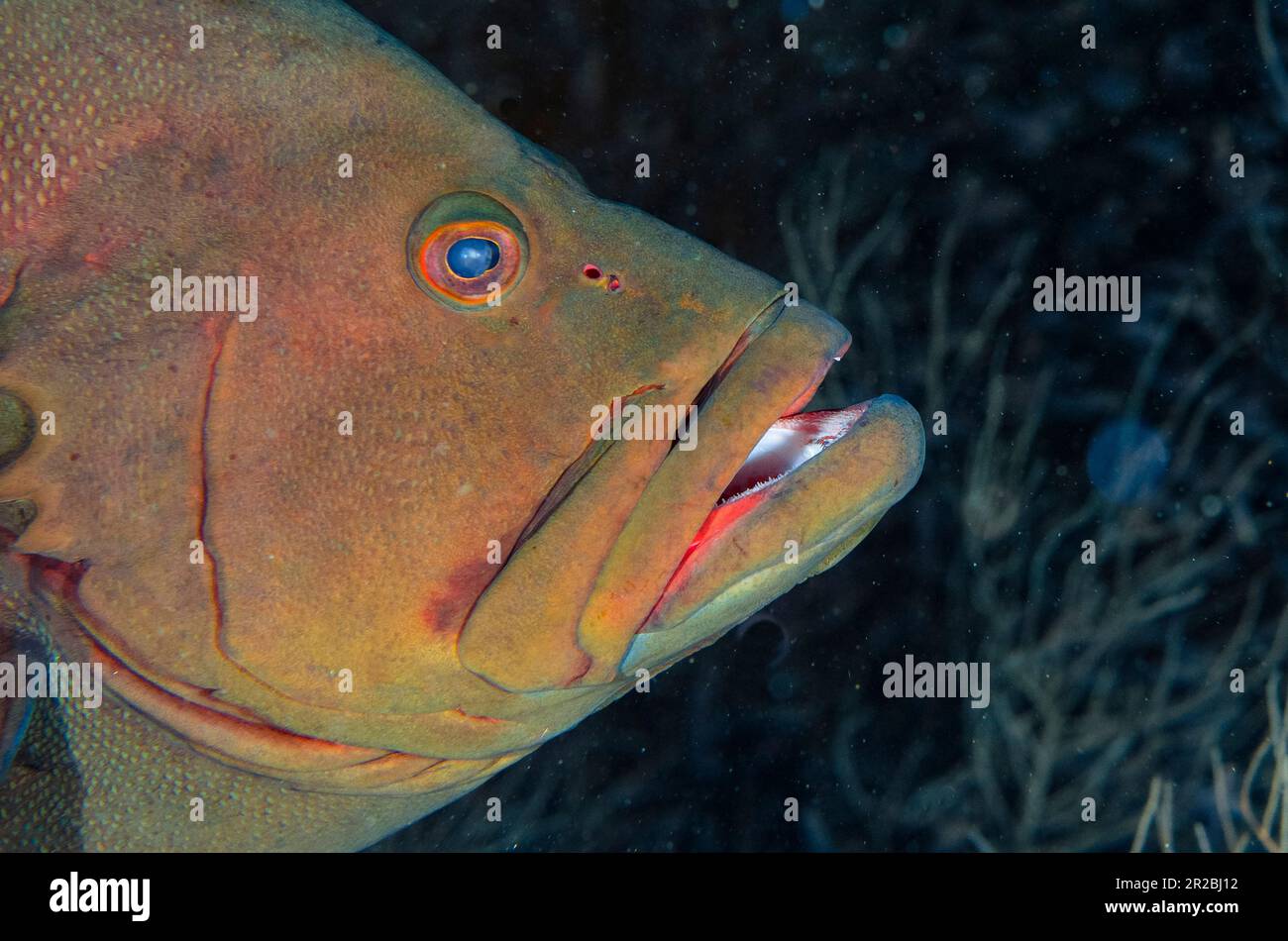 Redmouth Grouper, Aethaloperca rogaa, Liberty Wreck Dive Site, Tulamben ...