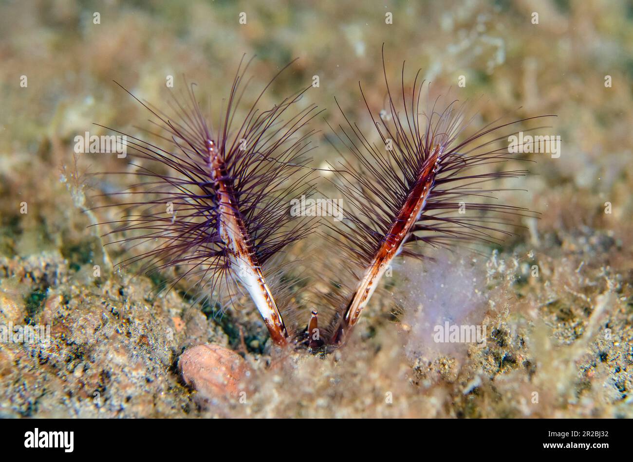 Devil Worm, Lygdamis sp, feeding tentacles out from hole, Melasti dive ...