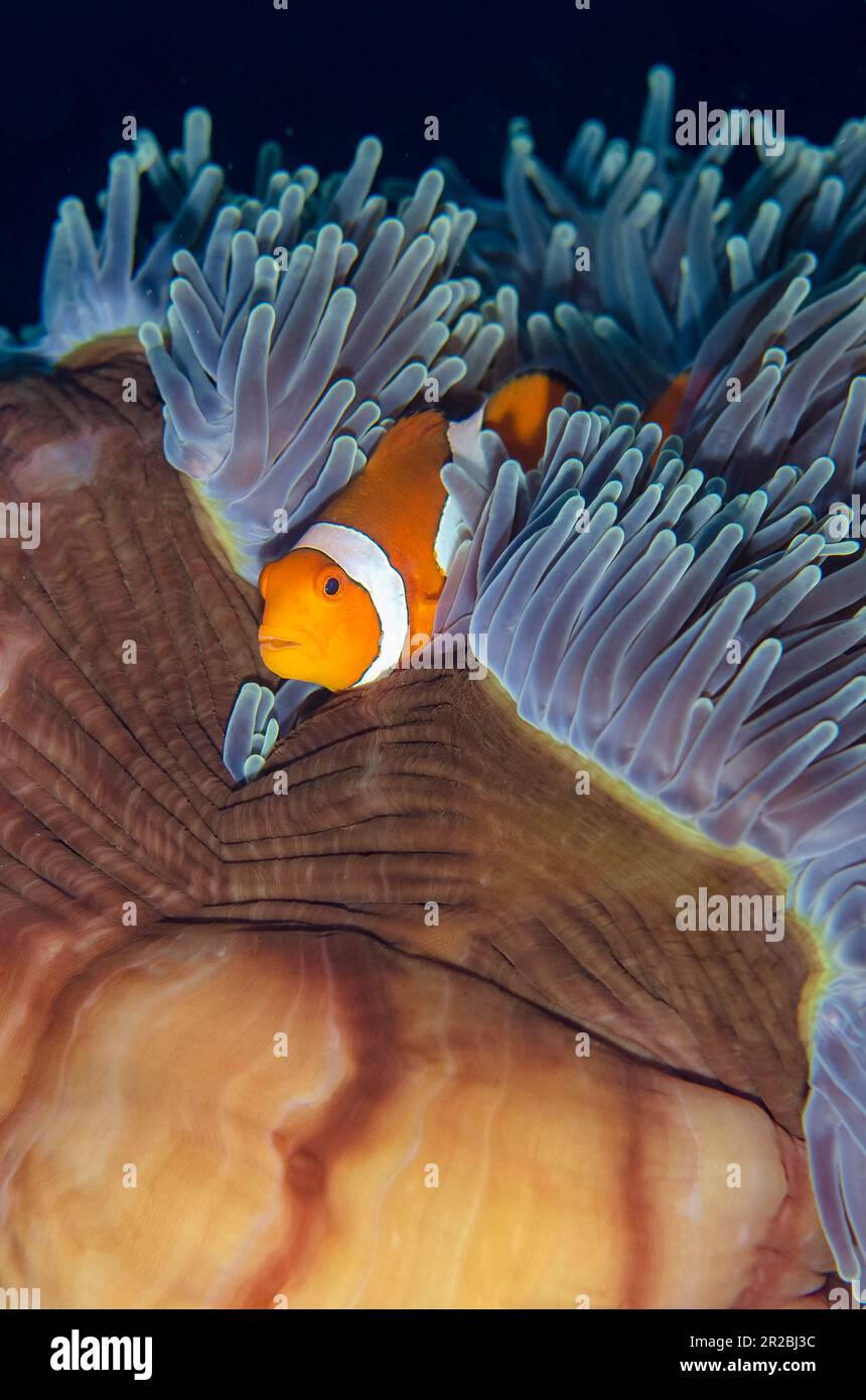 False Clown Anemonefish, Amphiprion ocellaris, in Magnificent Sea ...