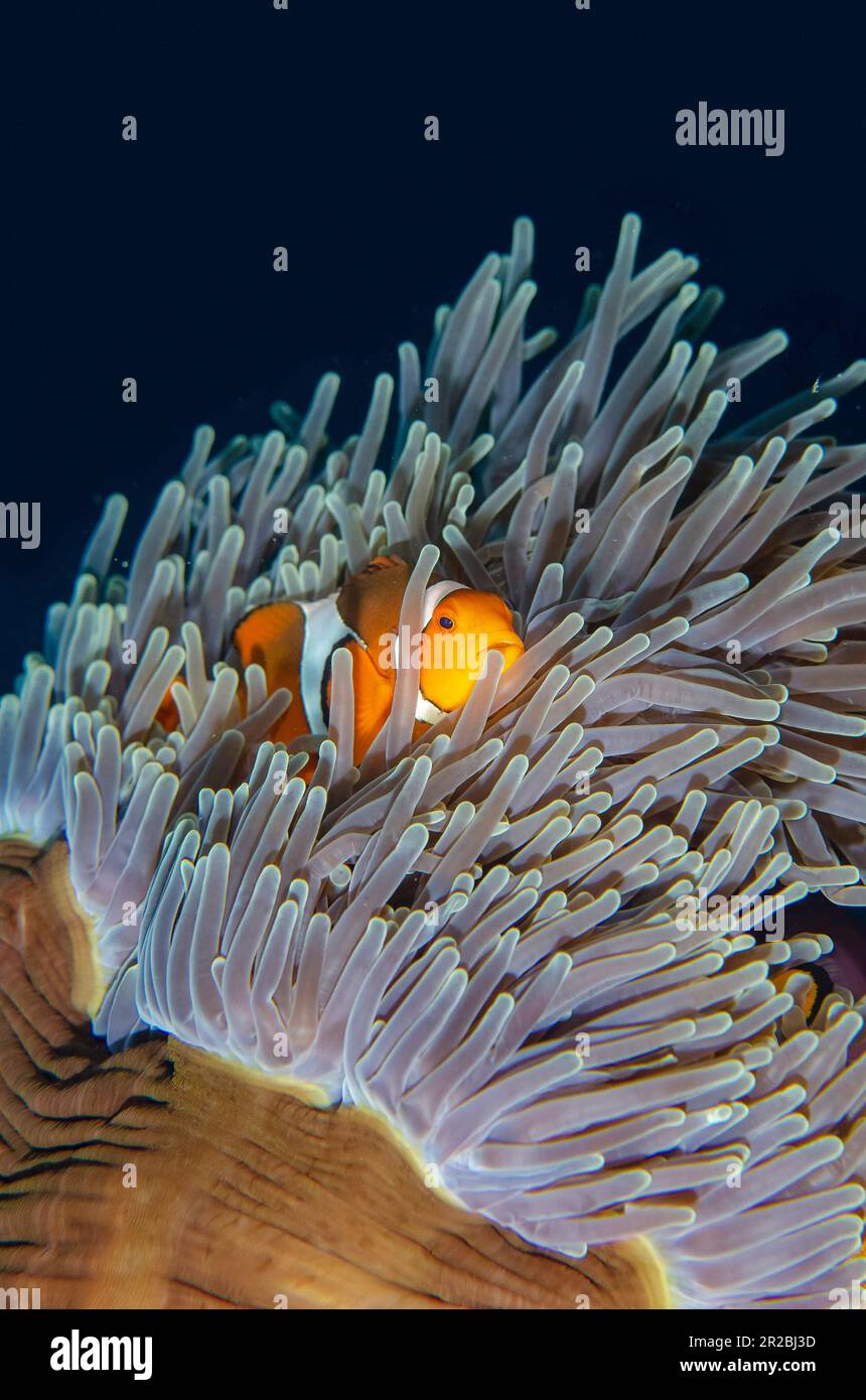 False Clown Anemonefish, Amphiprion ocellaris, in Magnificent Sea ...