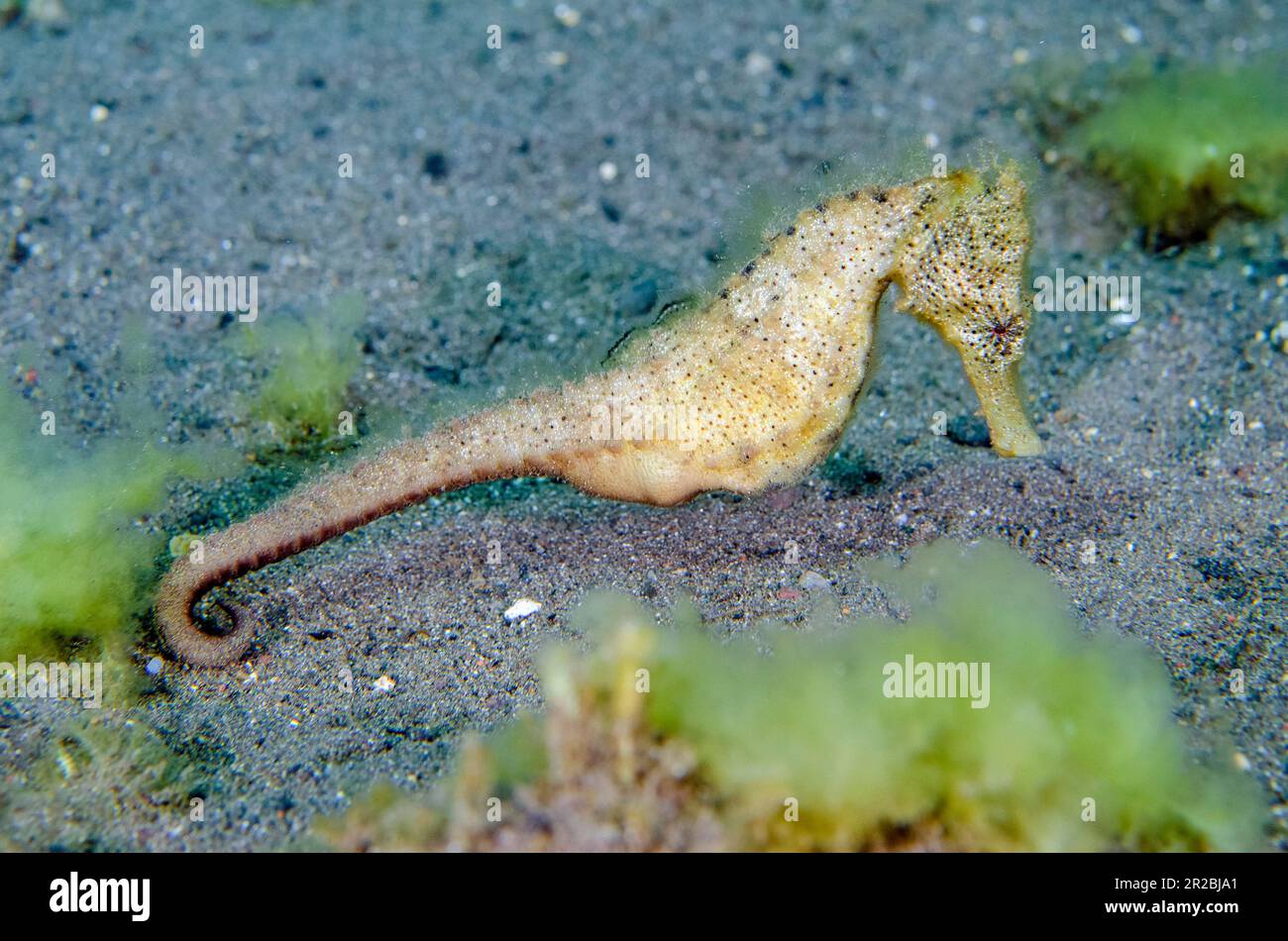 Common Seahorse, Hippocampus taeniopterus, Jemeluk Bay Gallery dive ...